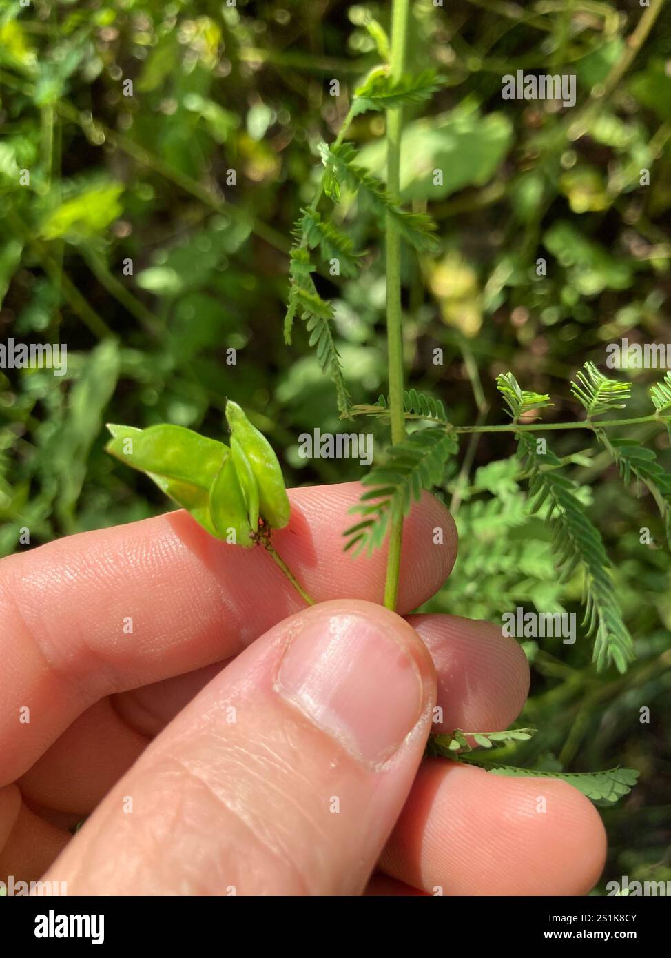 Illinois bundleflower (Desmanthus illinoensis Stock Photo - Alamy