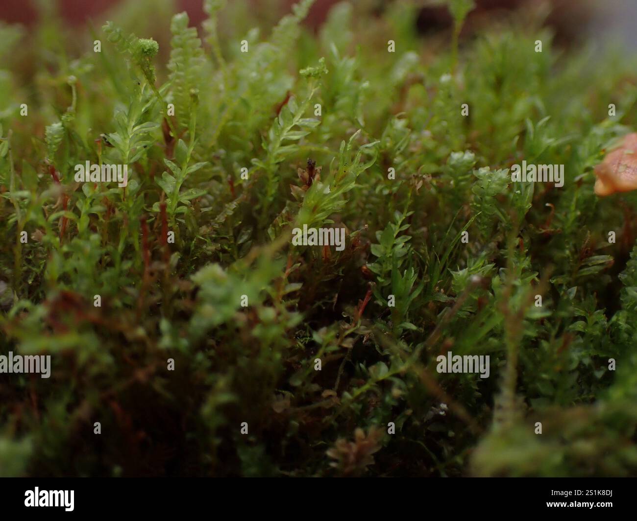 Tetraphis Moss (Tetraphis pellucida Stock Photo - Alamy