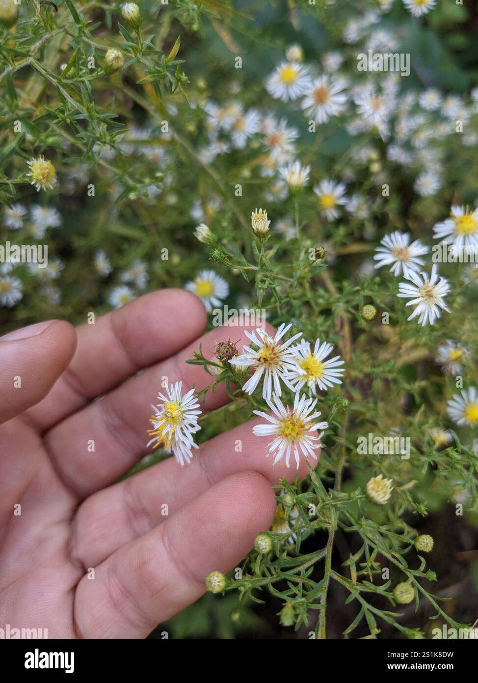 panicled aster (Symphyotrichum lanceolatum Stock Photo - Alamy
