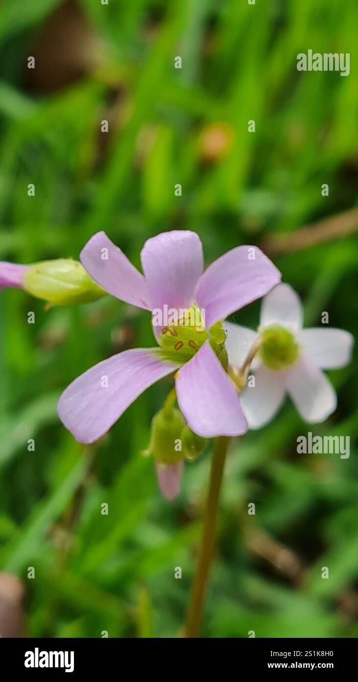 false shamrock (Oxalis triangularis Stock Photo - Alamy