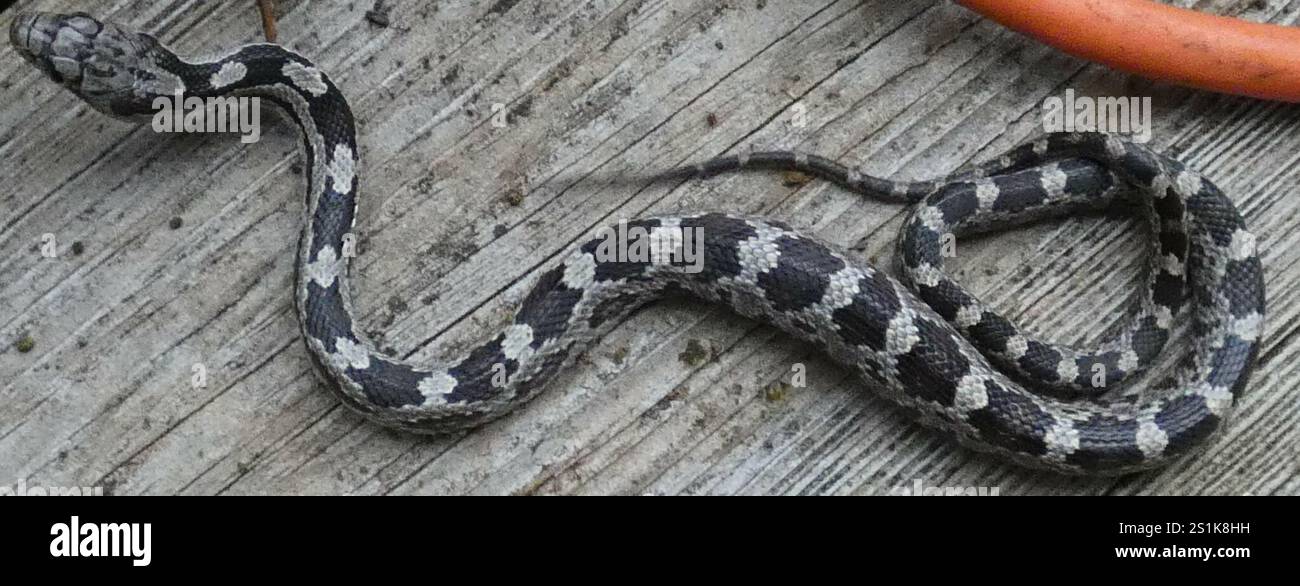Eastern Ratsnake (Pantherophis alleghaniensis Stock Photo - Alamy