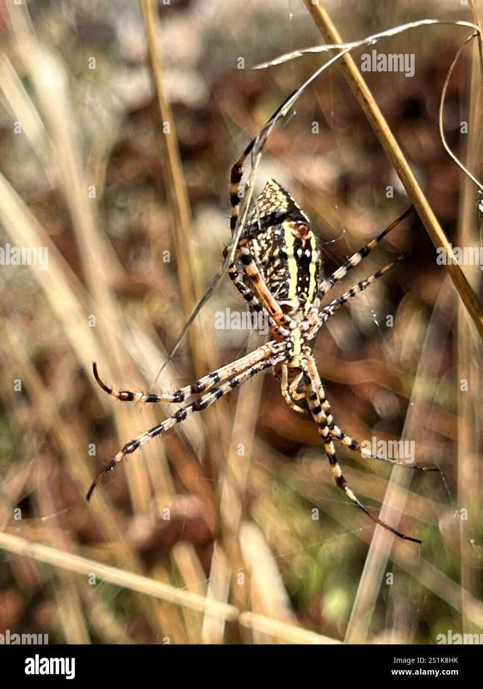 Banded Garden Spider (Argiope trifasciata Stock Photo - Alamy