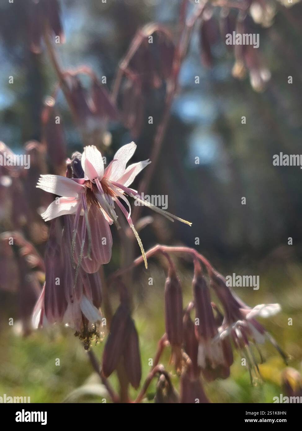 white rattlesnake root (Nabalus albus Stock Photo - Alamy