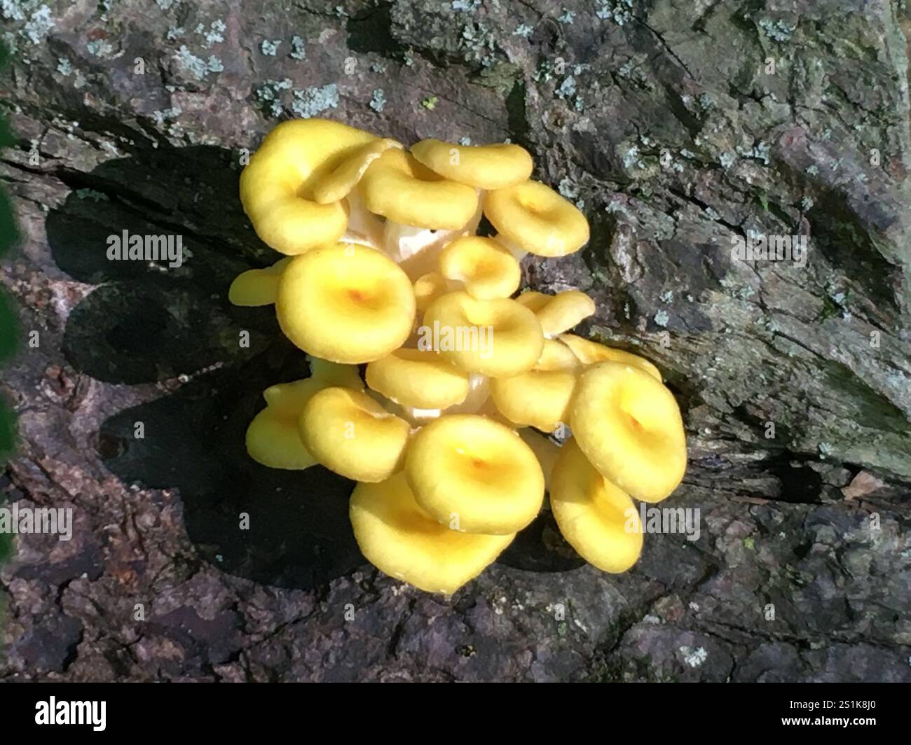 Golden Oyster Mushroom (Pleurotus citrinopileatus Stock Photo - Alamy