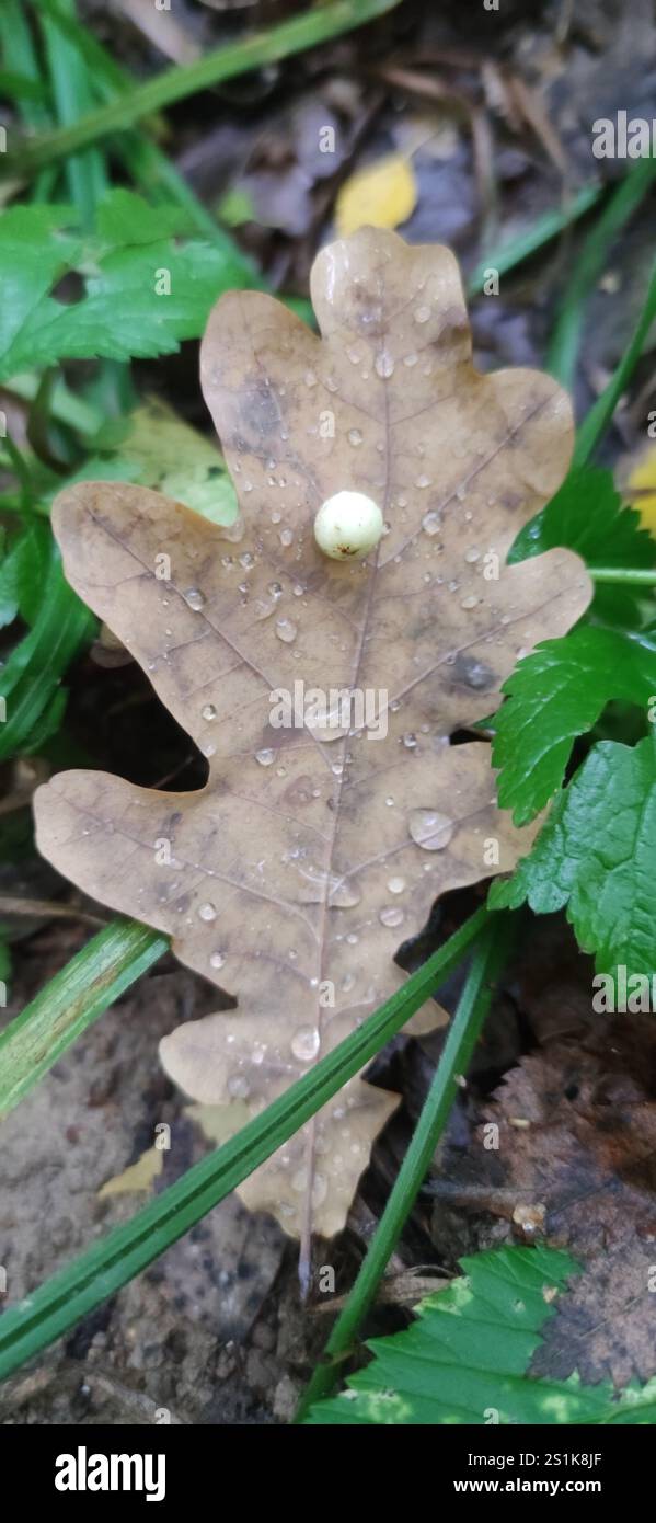Cherry Gall Wasp (Cynips quercusfolii Stock Photo - Alamy