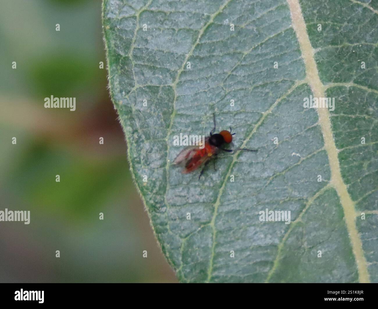 Black Flies (Simuliidae Stock Photo - Alamy