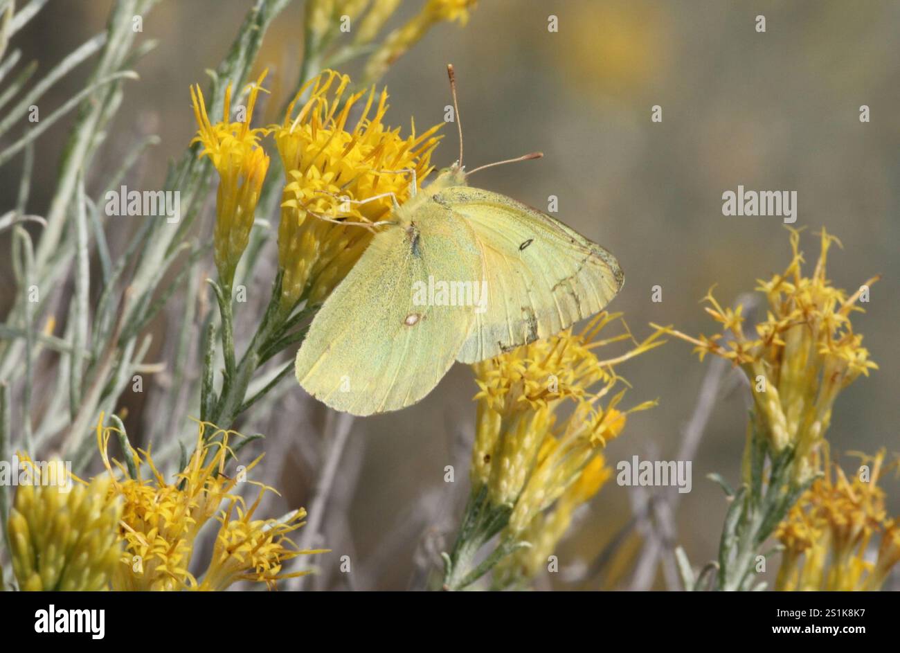 Orange Sulphur (Colias eurytheme Stock Photo - Alamy