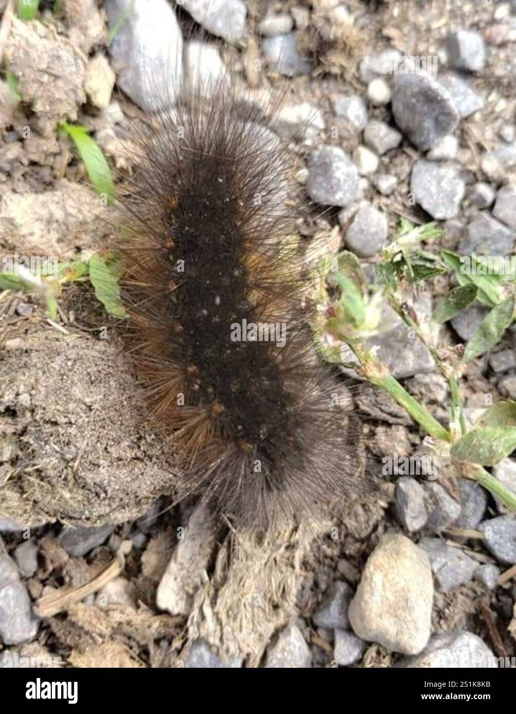 Salt Marsh Moth (Estigmene acrea Stock Photo - Alamy