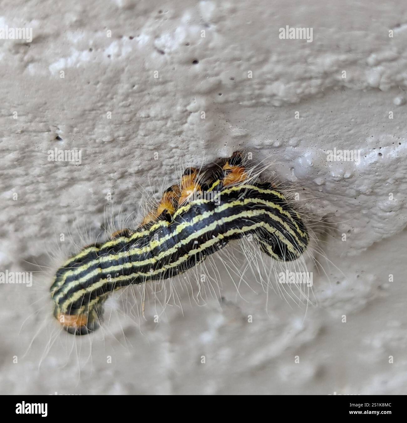 Yellow-necked Caterpillar Moth (Datana ministra Stock Photo - Alamy