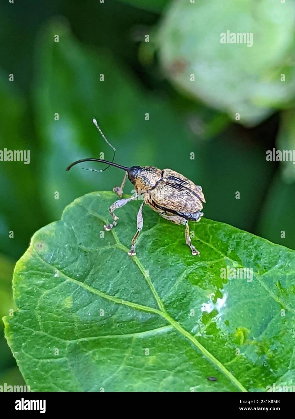 Nut and Acorn Weevils (Curculio Stock Photo - Alamy