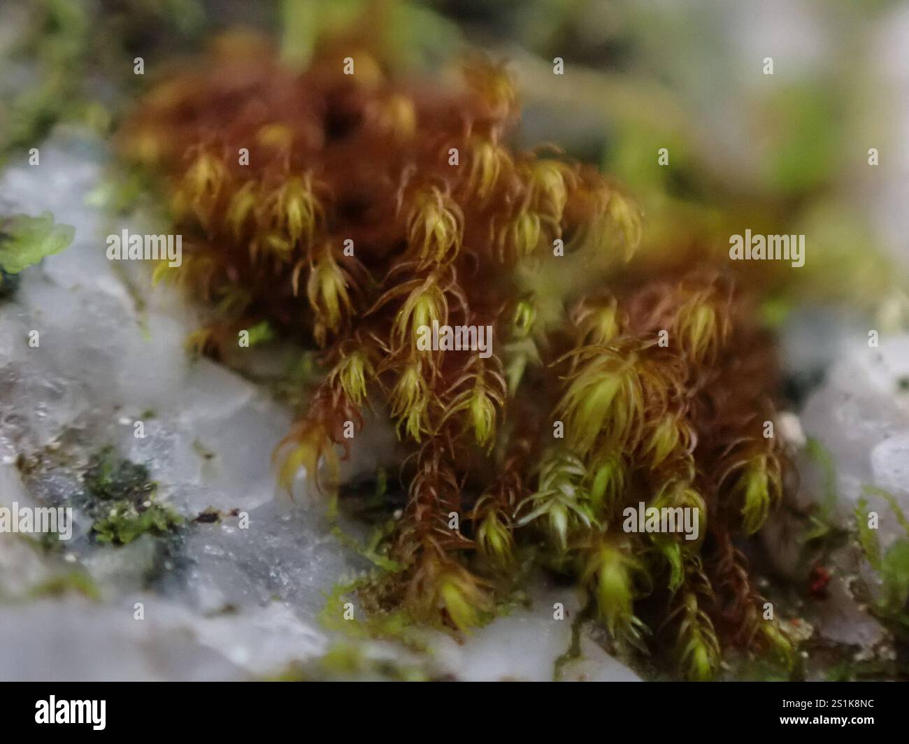 Snow Rock Moss (Andreaea nivalis Stock Photo - Alamy