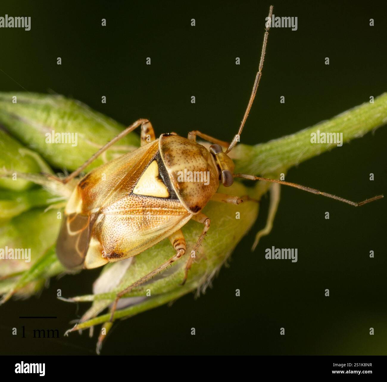 Lygus Bugs (Lygus Stock Photo - Alamy