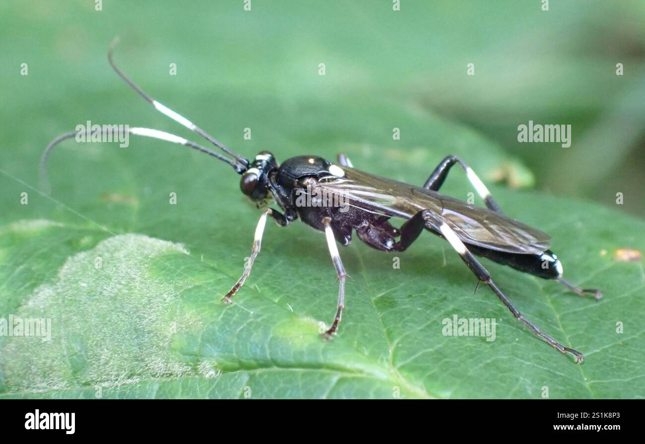 Oratorius hi-res stock photography and images - Alamy