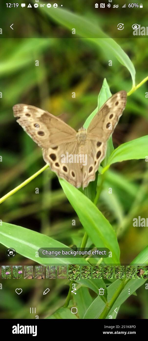 Northern Pearly-eye (Lethe anthedon Stock Photo - Alamy