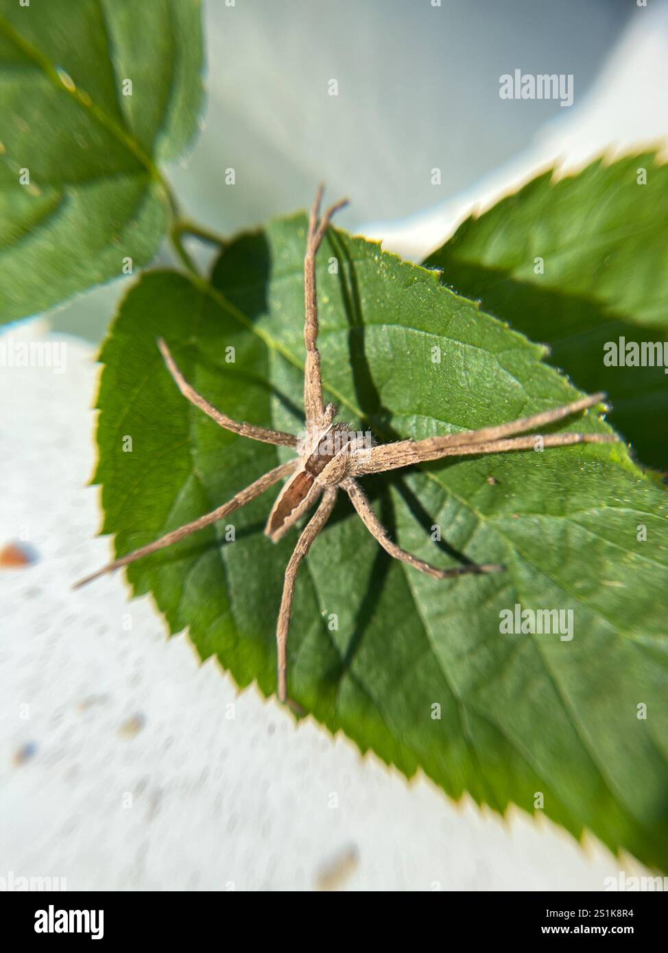 American Nursery Web Spider (Pisaurina mira Stock Photo - Alamy