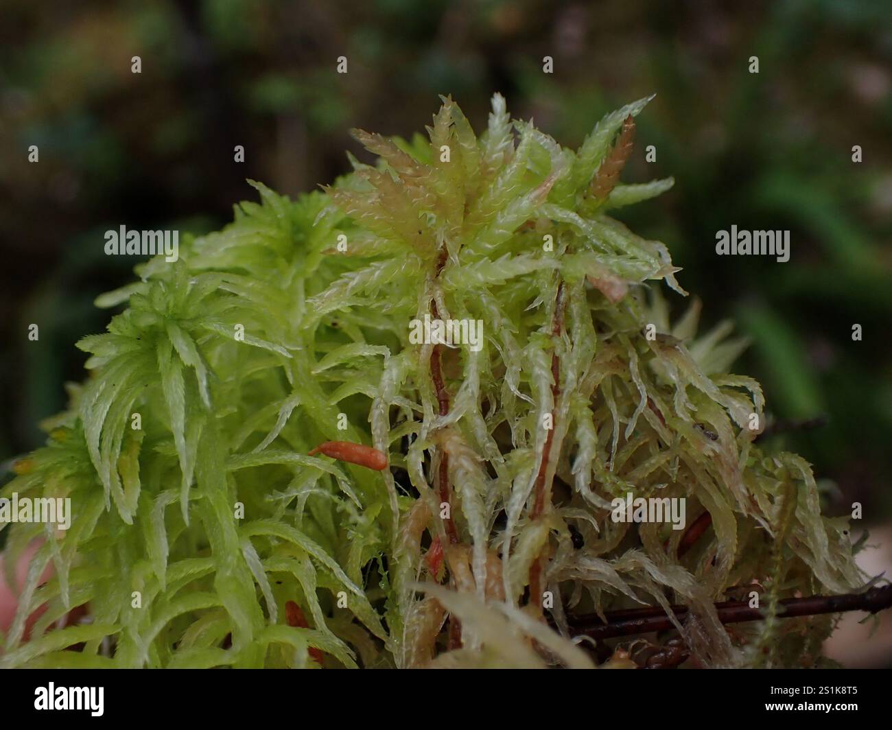 Pacific Peatmoss (Sphagnum pacificum Stock Photo - Alamy