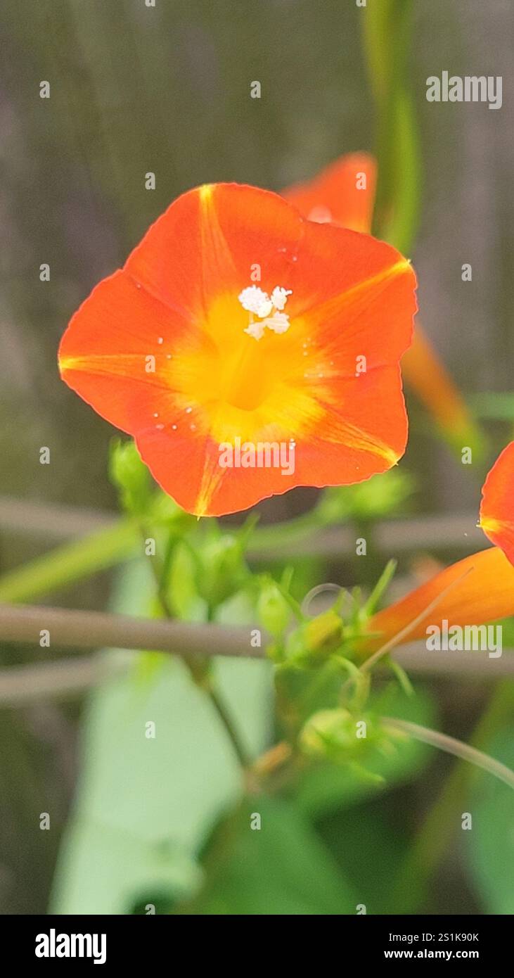 red morning glory (Ipomoea coccinea Stock Photo - Alamy