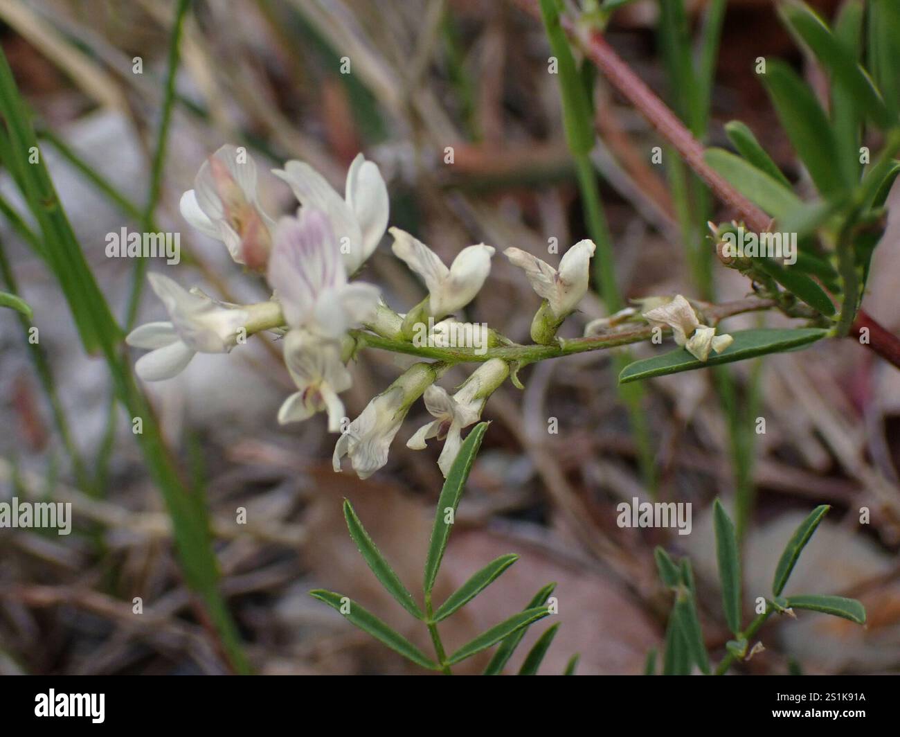 Loose-flower Milkvetch (Astragalus multiflorus Stock Photo - Alamy