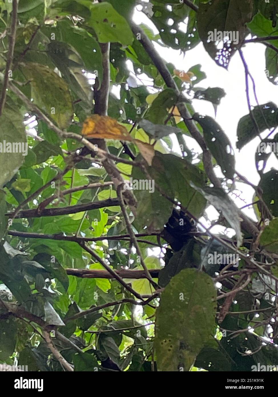 Gold-ringed Cat Snake (Boiga dendrophila Stock Photo - Alamy