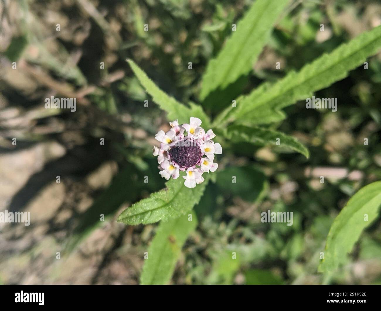 turkey tangle frogfruit (Phyla nodiflora Stock Photo - Alamy