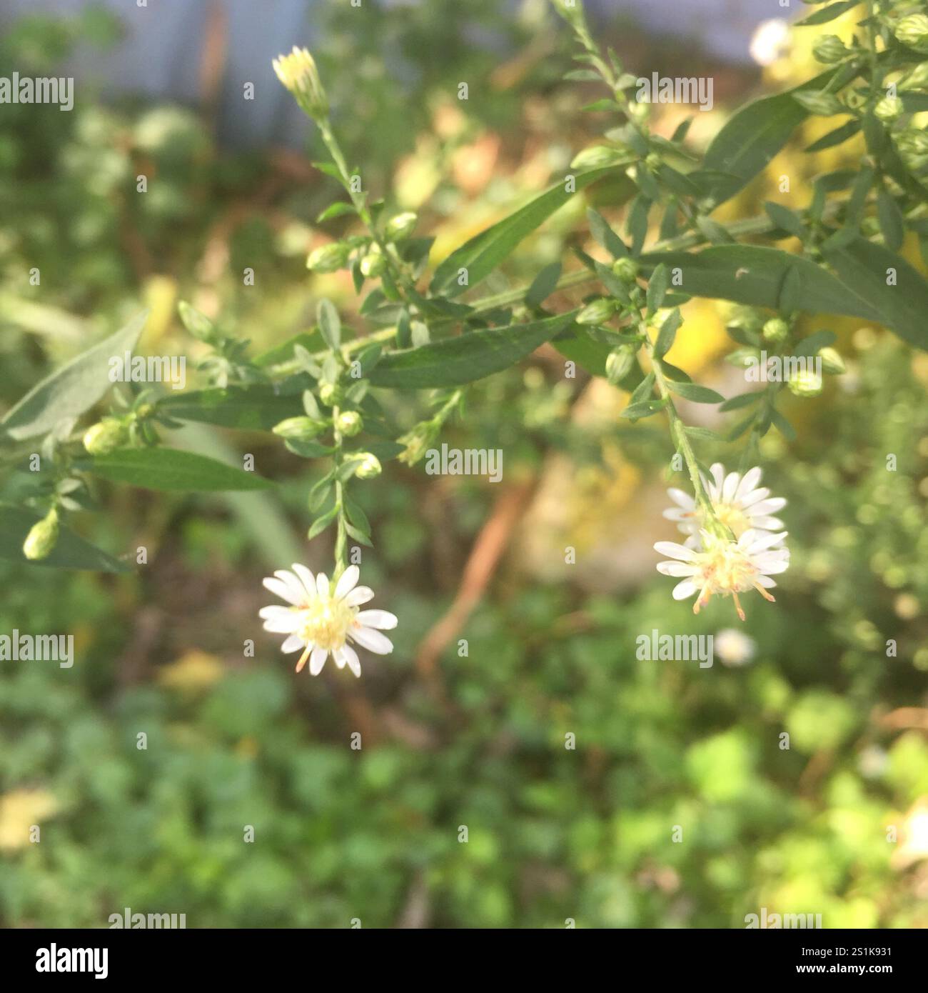 American asters (Symphyotrichum Stock Photo - Alamy