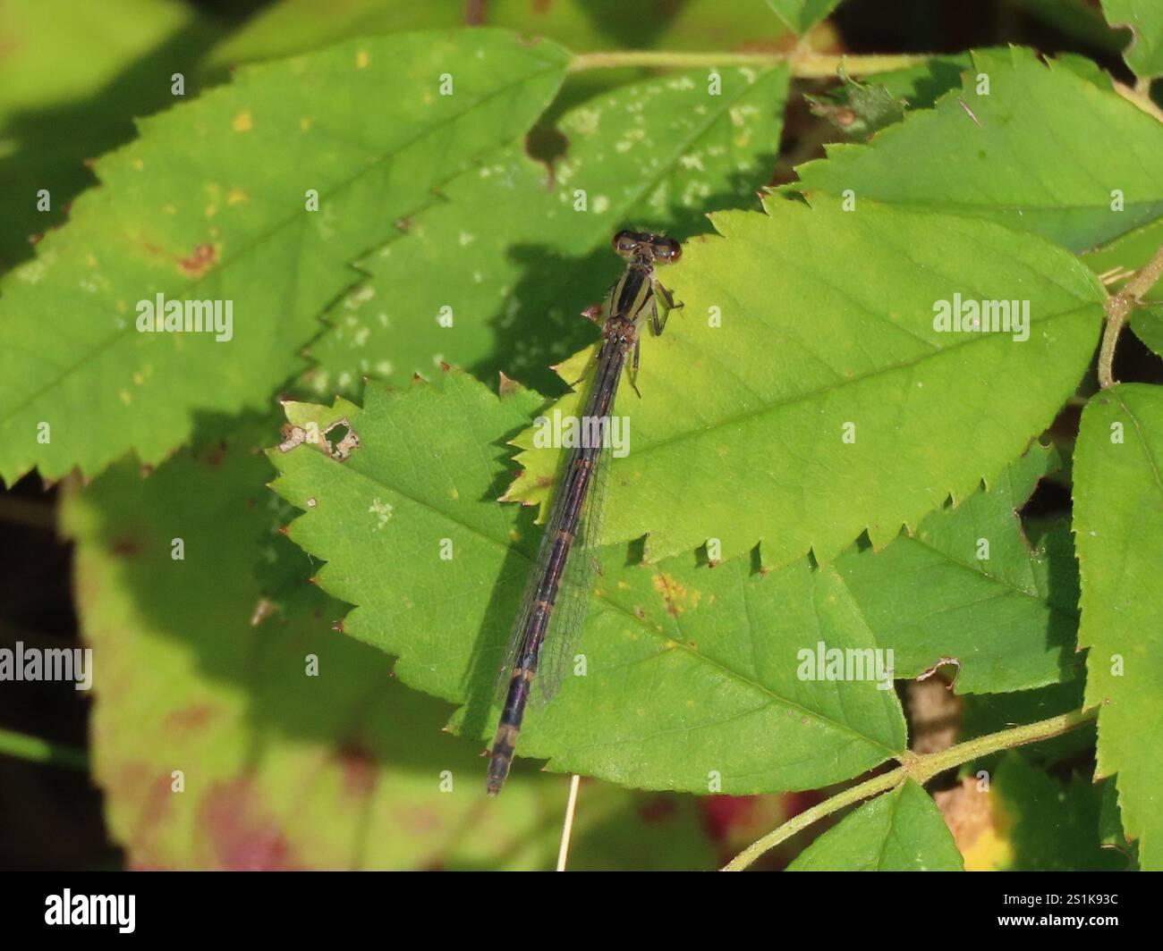 Narrow-winged Damselflies (Coenagrionidae Stock Photo - Alamy