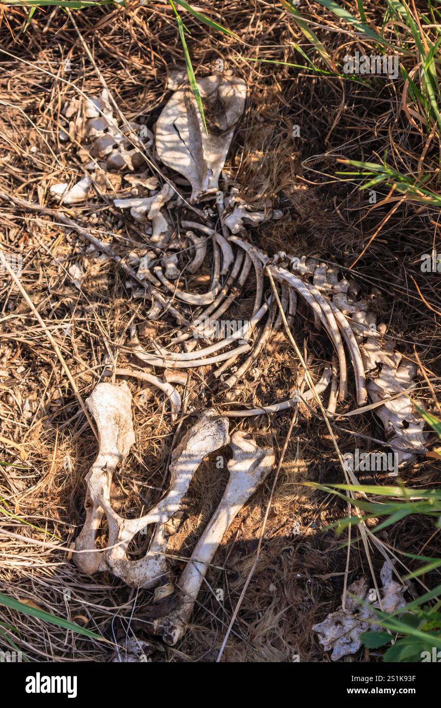 A skeleton is laying on the ground in a field. The skeleton is ...