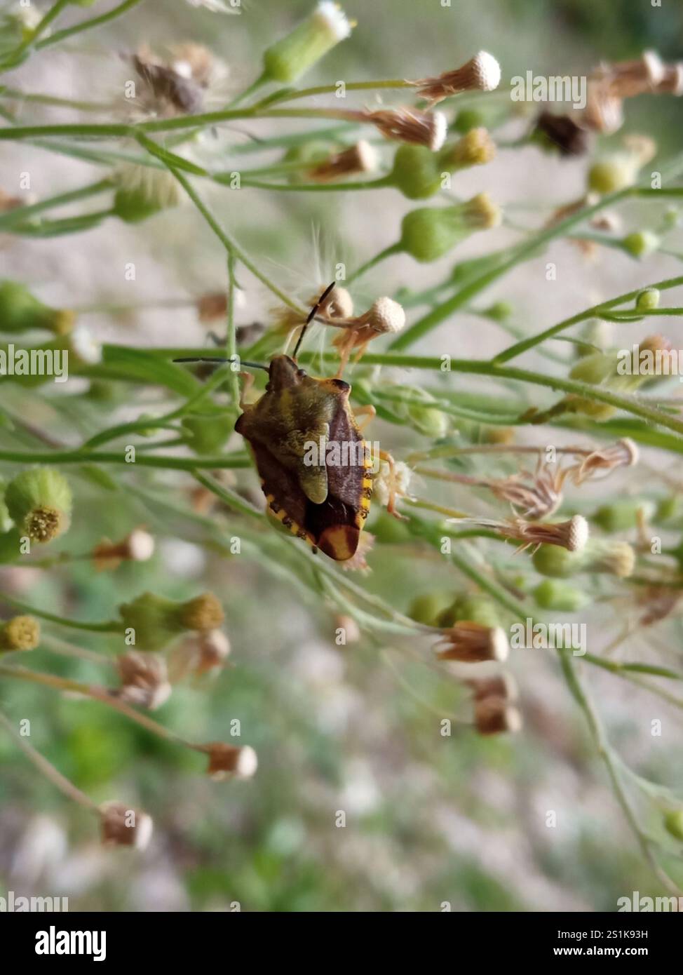 Black-shouldered Shieldbug (Carpocoris purpureipennis Stock Photo - Alamy