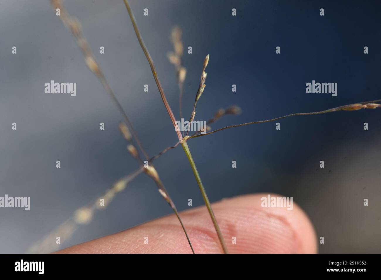 Salt Grass (Puccinellia Stock Photo - Alamy