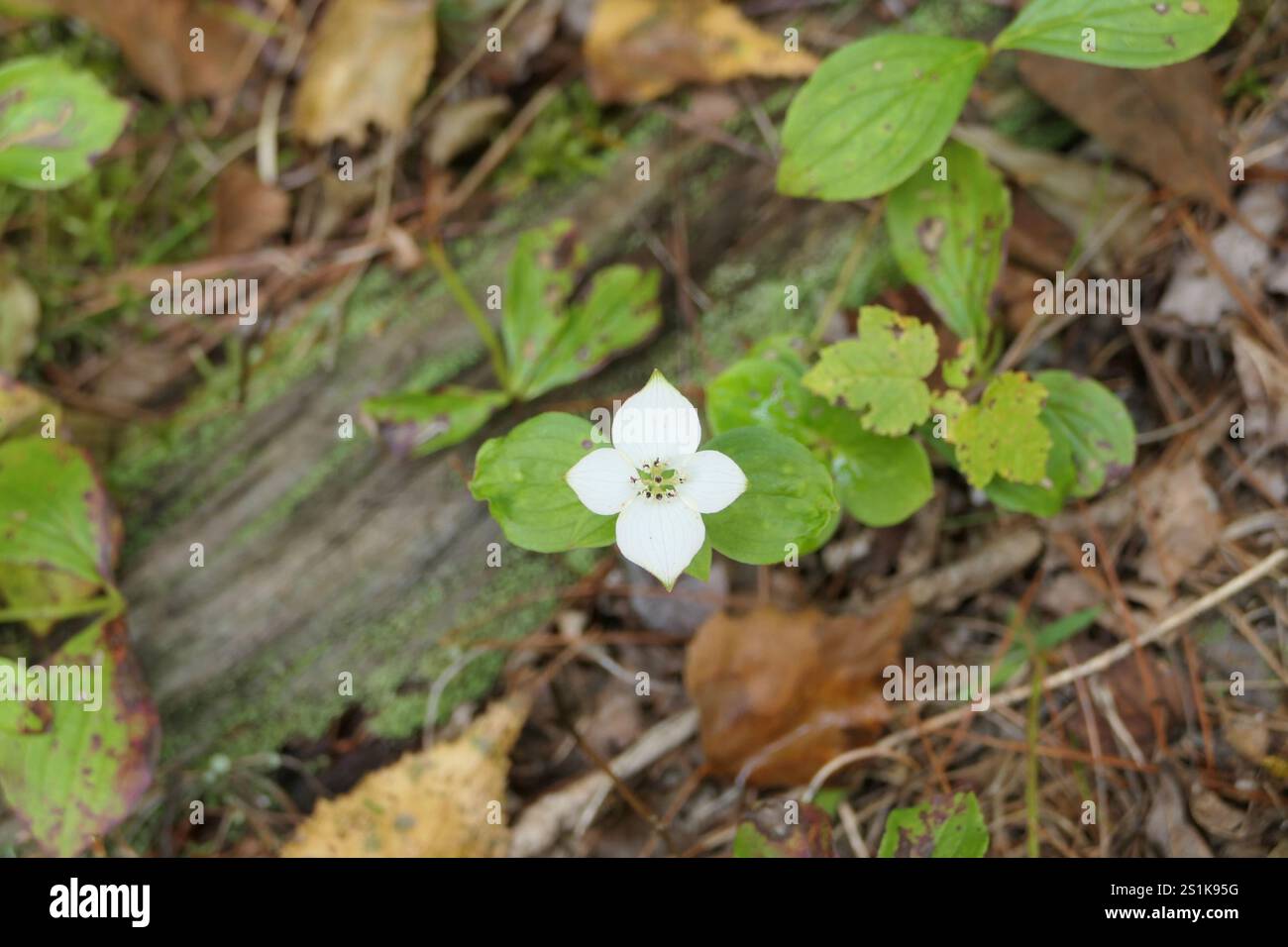 Canadian bunchberry (Cornus canadensis Stock Photo - Alamy