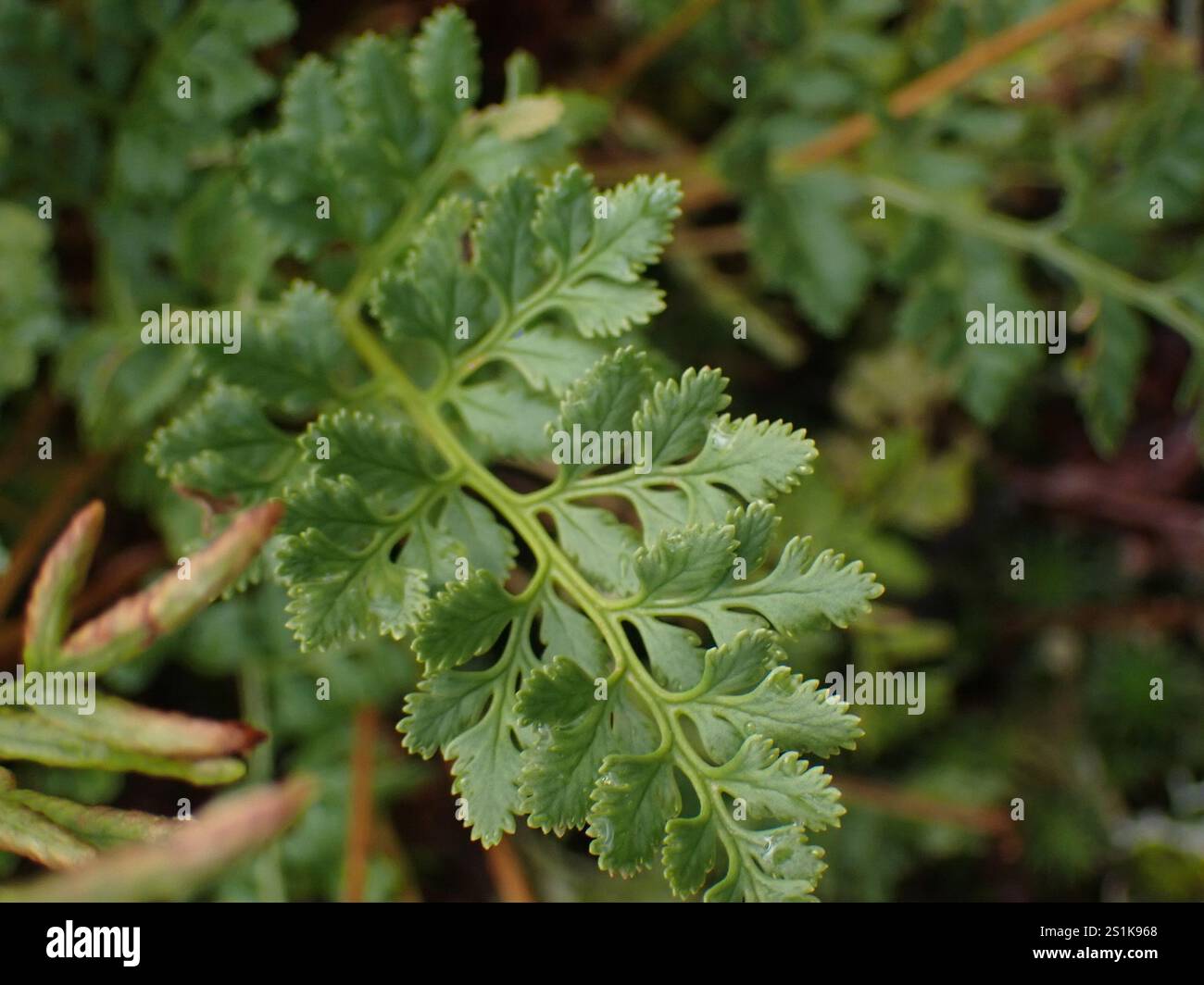 American parsley fern (Cryptogramma acrostichoides Stock Photo - Alamy