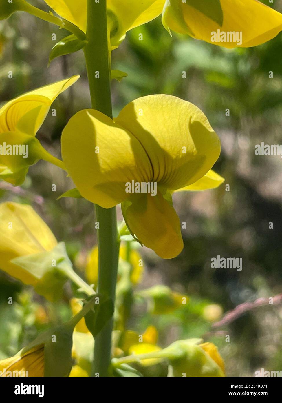 Showy Rattlebox (Crotalaria spectabilis Stock Photo - Alamy
