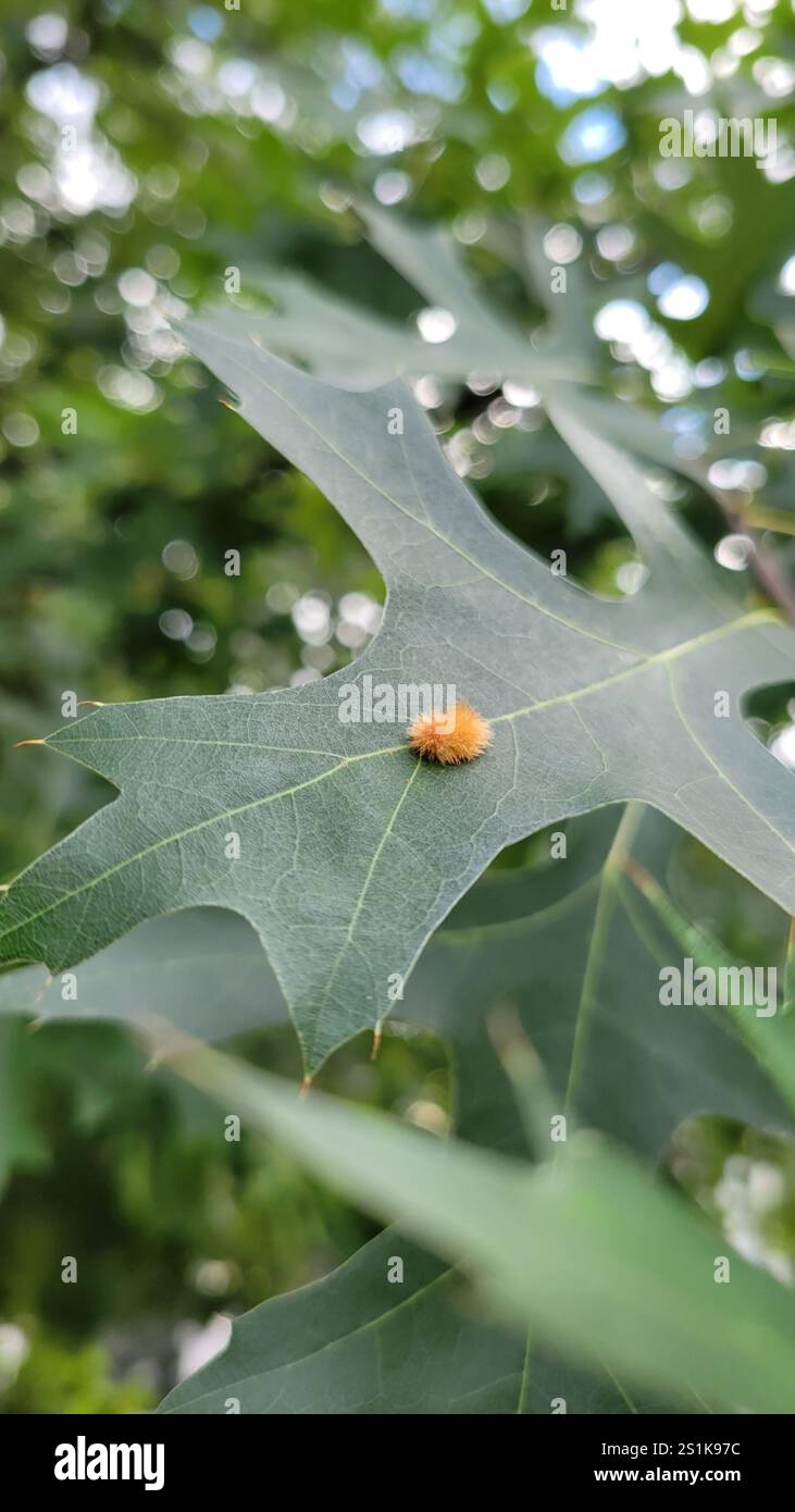 Furry Oak Leaf Gall Wasp (Callirhytis furva Stock Photo - Alamy