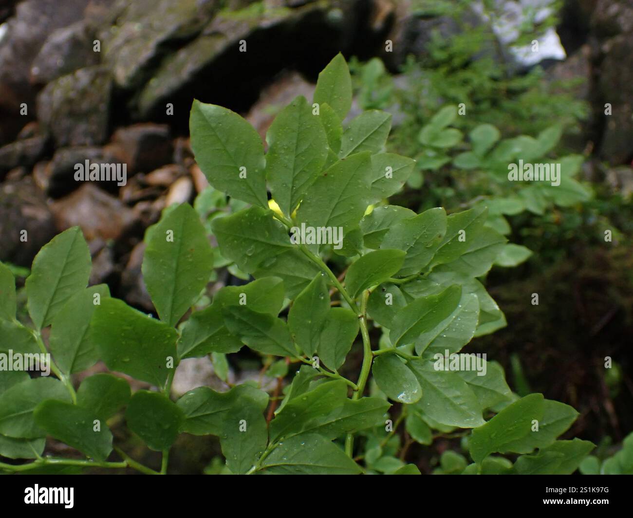 Oval-leaf Blueberry (Vaccinium ovalifolium Stock Photo - Alamy