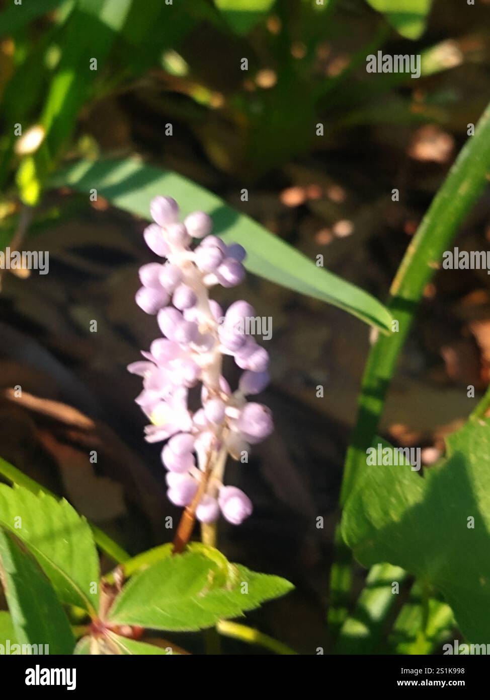 Creeping Lilyturf (Liriope spicata Stock Photo - Alamy