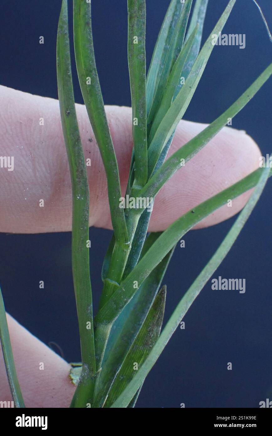 Three-way Sedge (Dulichium arundinaceum Stock Photo - Alamy