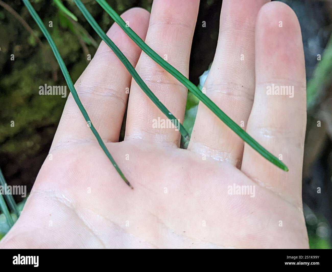 Shoestring Fern (Vittaria lineata Stock Photo - Alamy