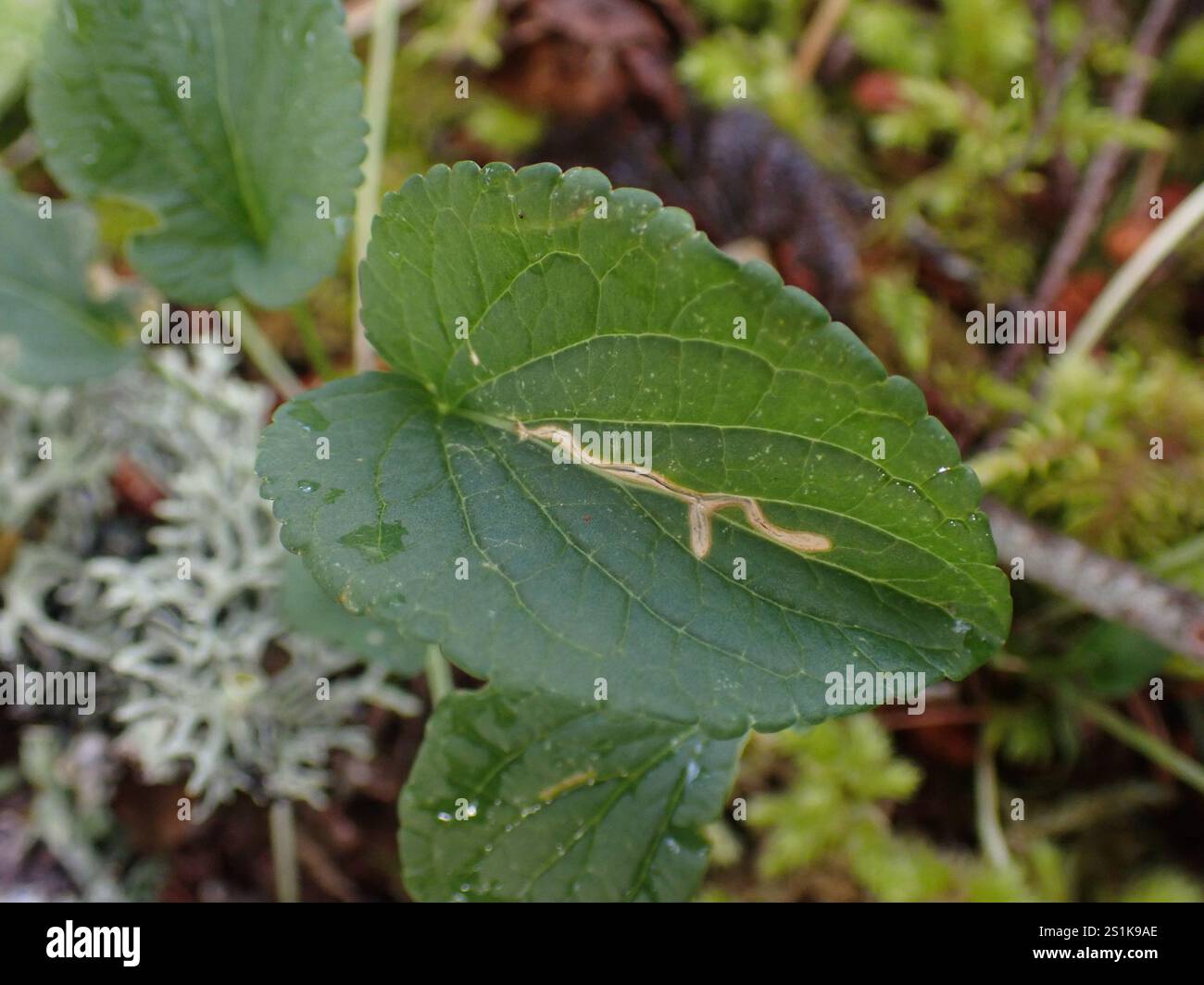 hookedspur violet (Viola adunca Stock Photo - Alamy