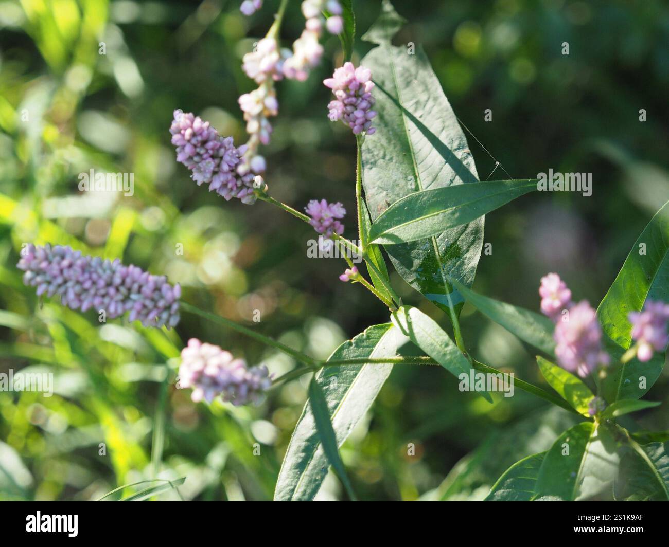 pinkweed (Persicaria pensylvanica Stock Photo - Alamy