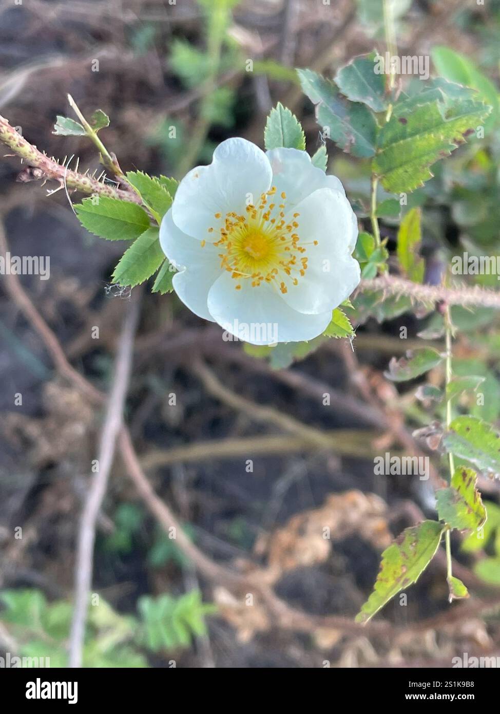 Burnet Rose (Rosa spinosissima Stock Photo - Alamy