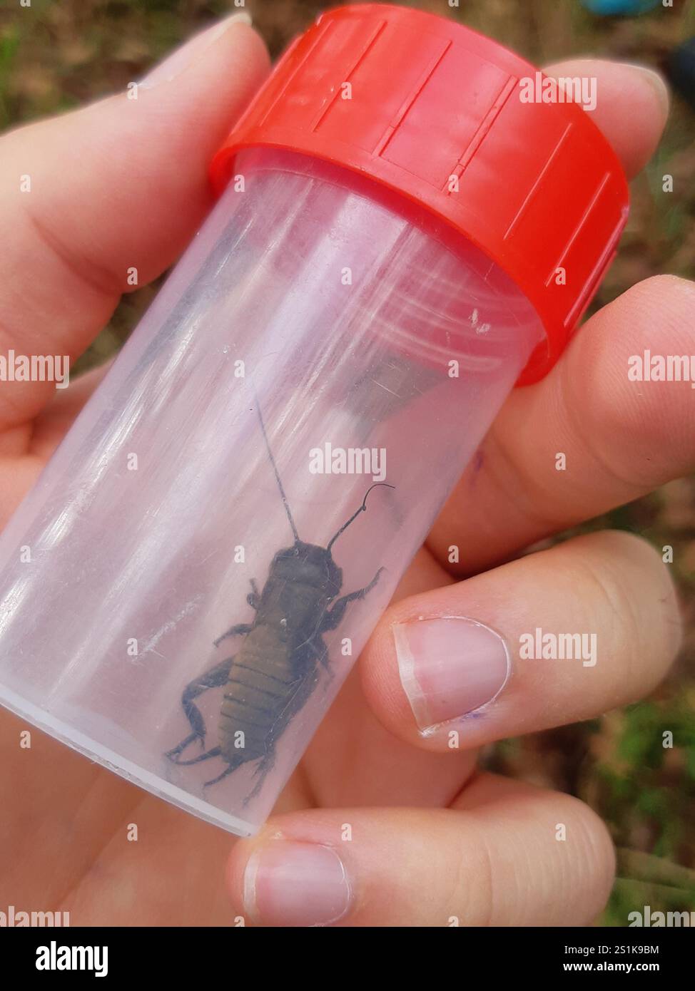 European Field Cricket (Gryllus campestris Stock Photo - Alamy