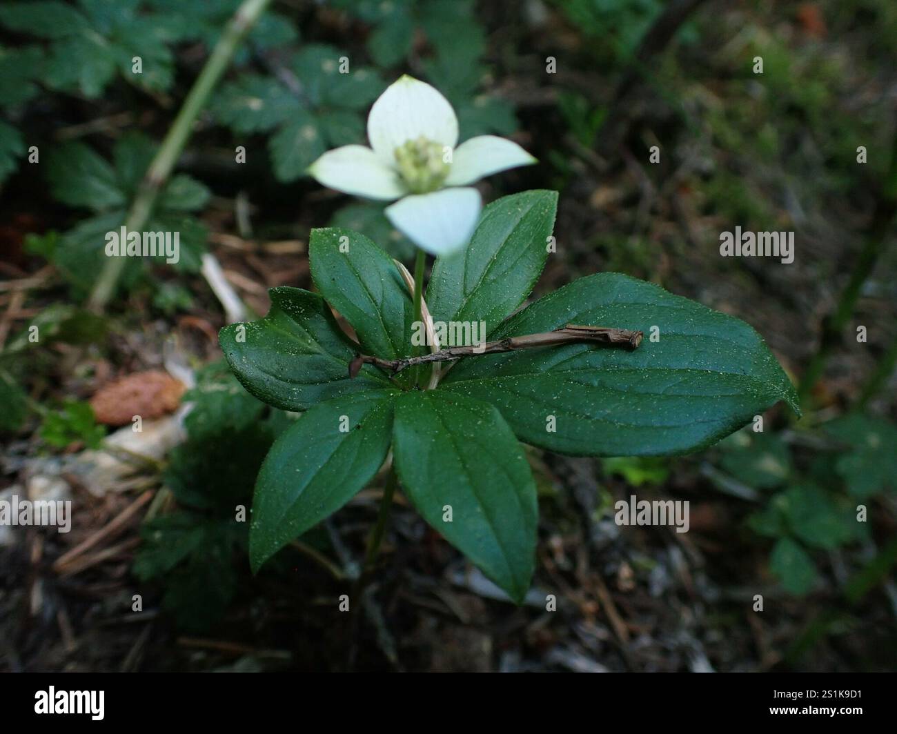 Canadian bunchberry (Cornus canadensis Stock Photo - Alamy