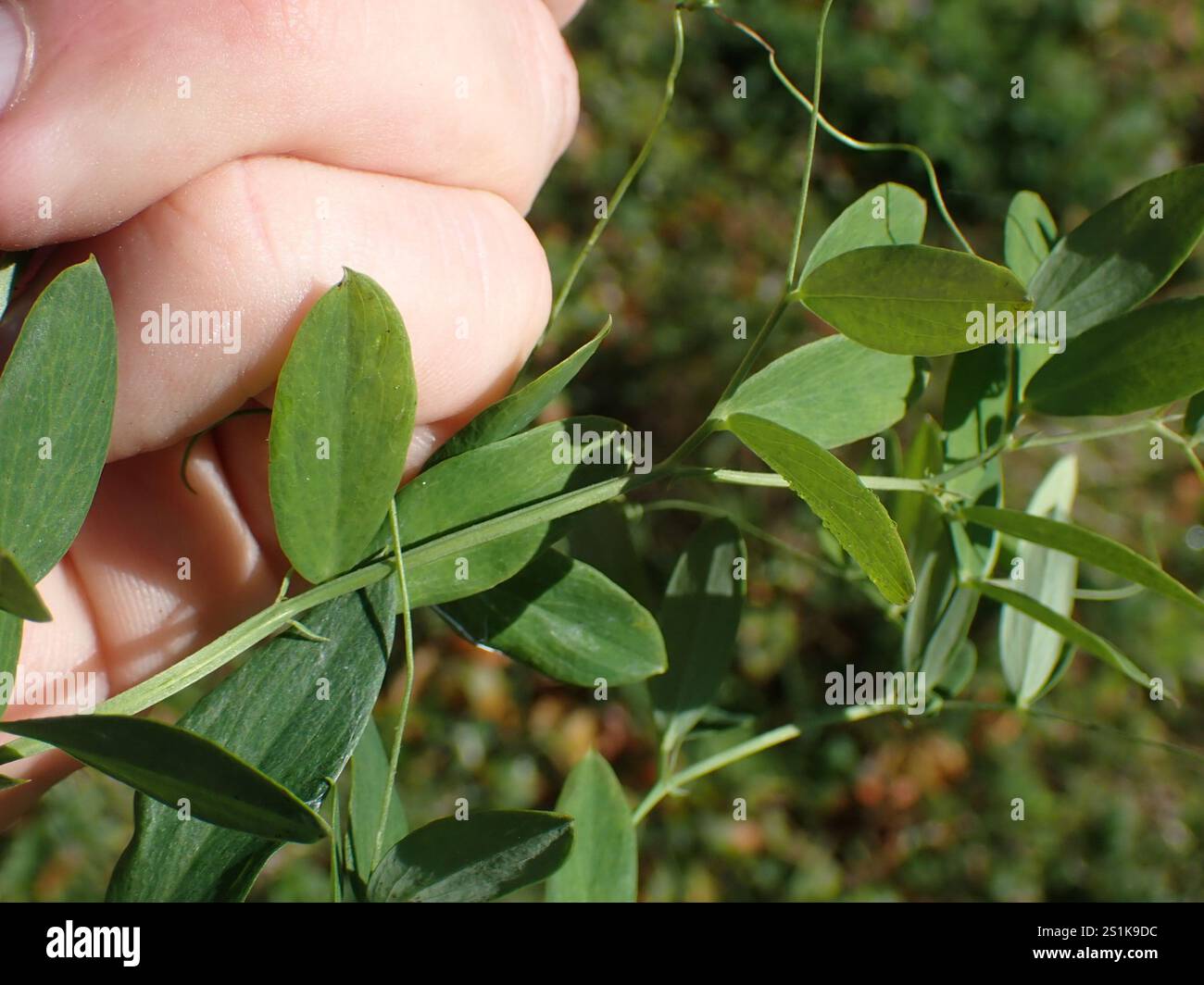 marsh pea (Lathyrus palustris Stock Photo - Alamy