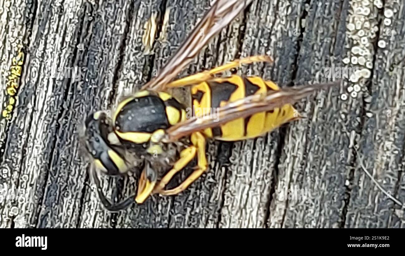 German Yellowjacket (Vespula germanica Stock Photo - Alamy