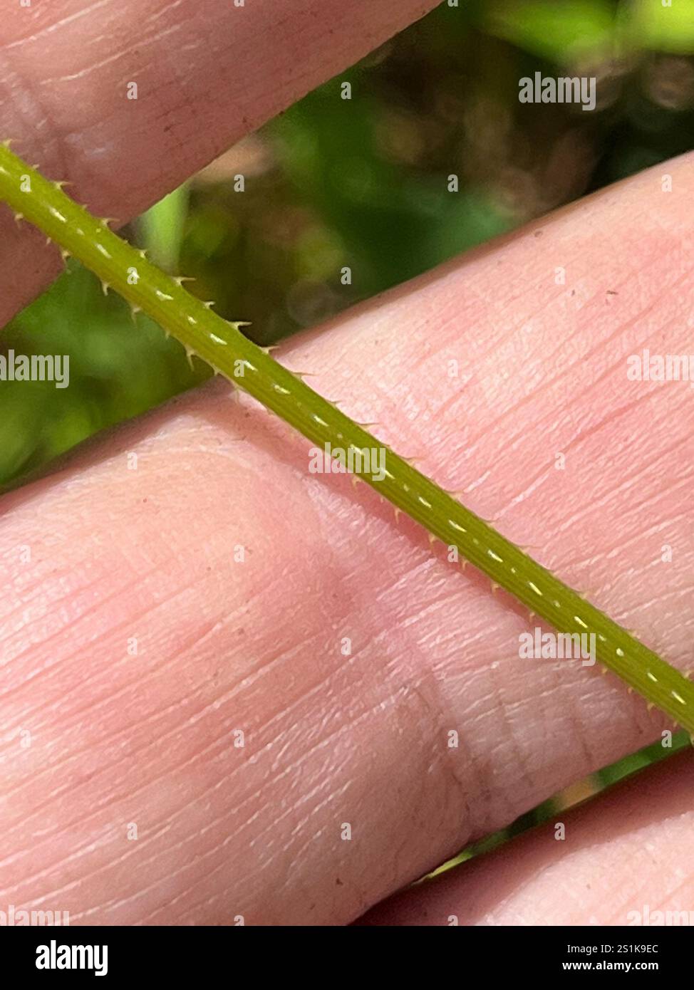 arrow-leaved tearthumb (Persicaria sagittata Stock Photo - Alamy