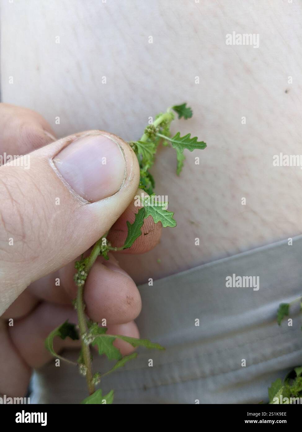 Clammy goosefoot (Dysphania pumilio Stock Photo - Alamy