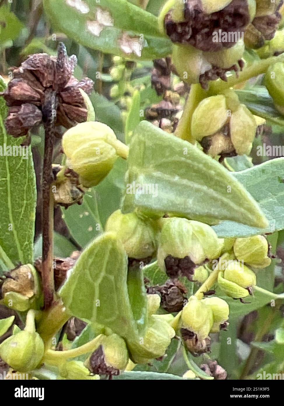 Marsh elders (Iva Stock Photo - Alamy