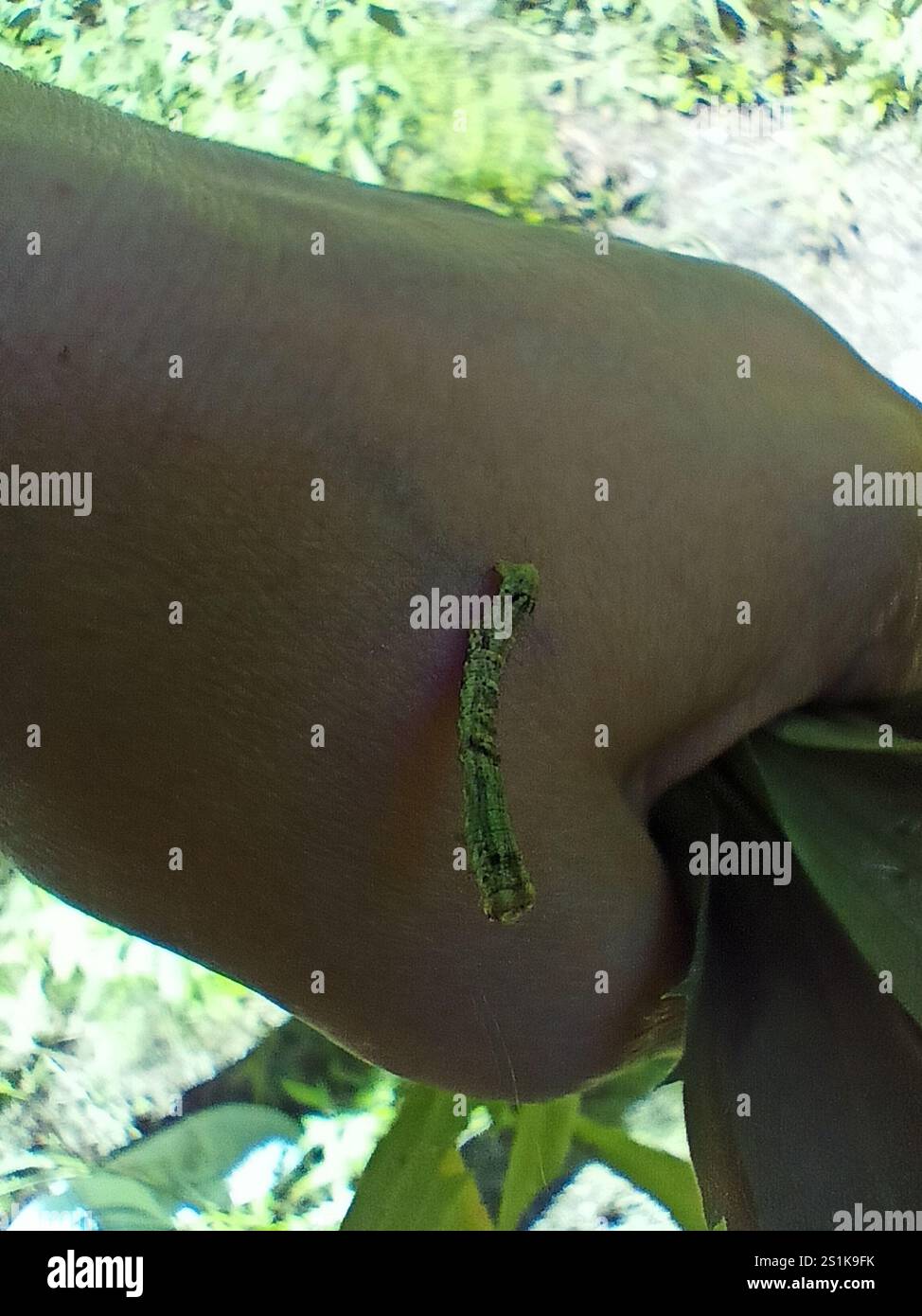 Small Engrailed (Ectropis crepuscularia Stock Photo - Alamy
