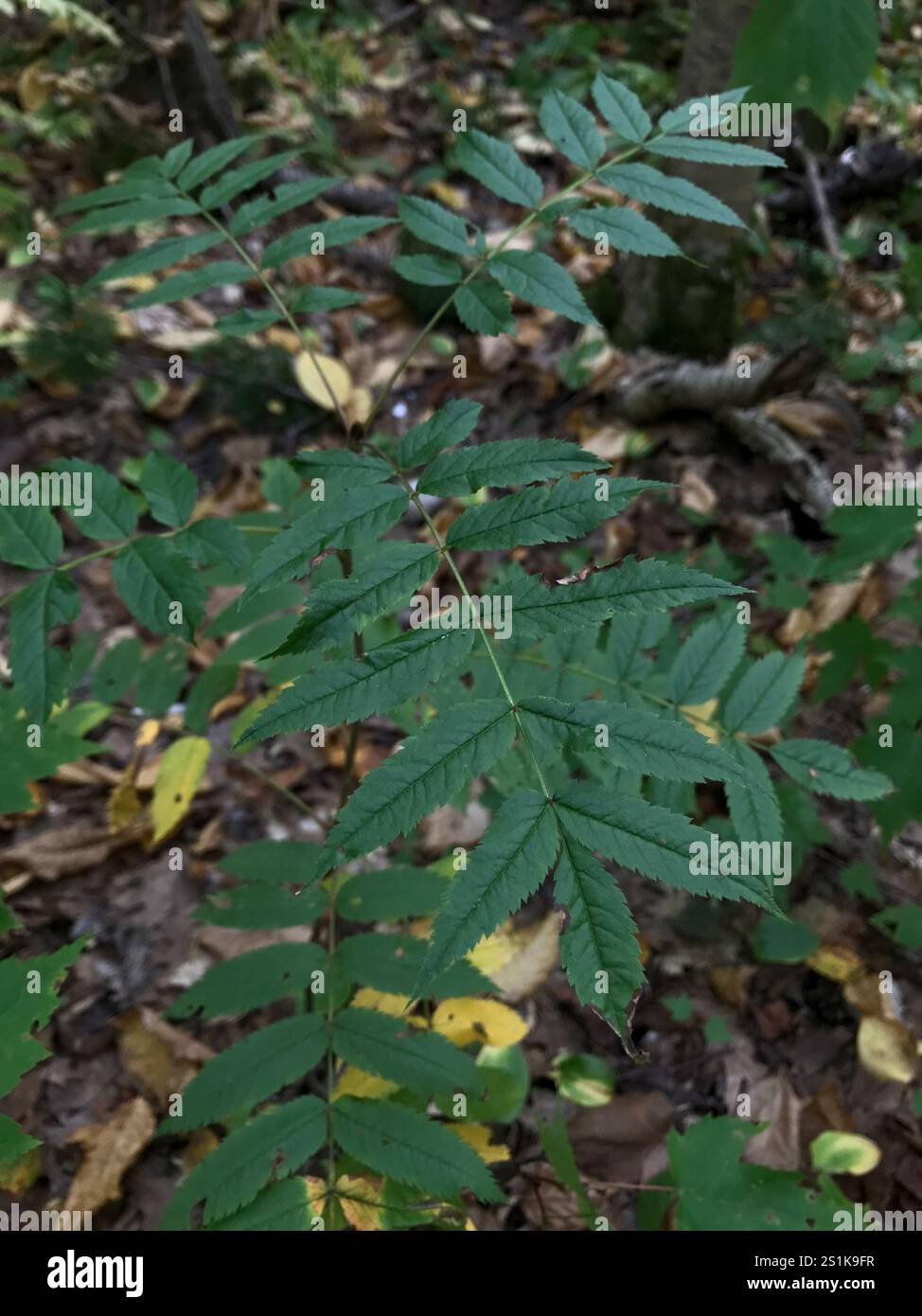 showy mountain-ash (Sorbus decora Stock Photo - Alamy