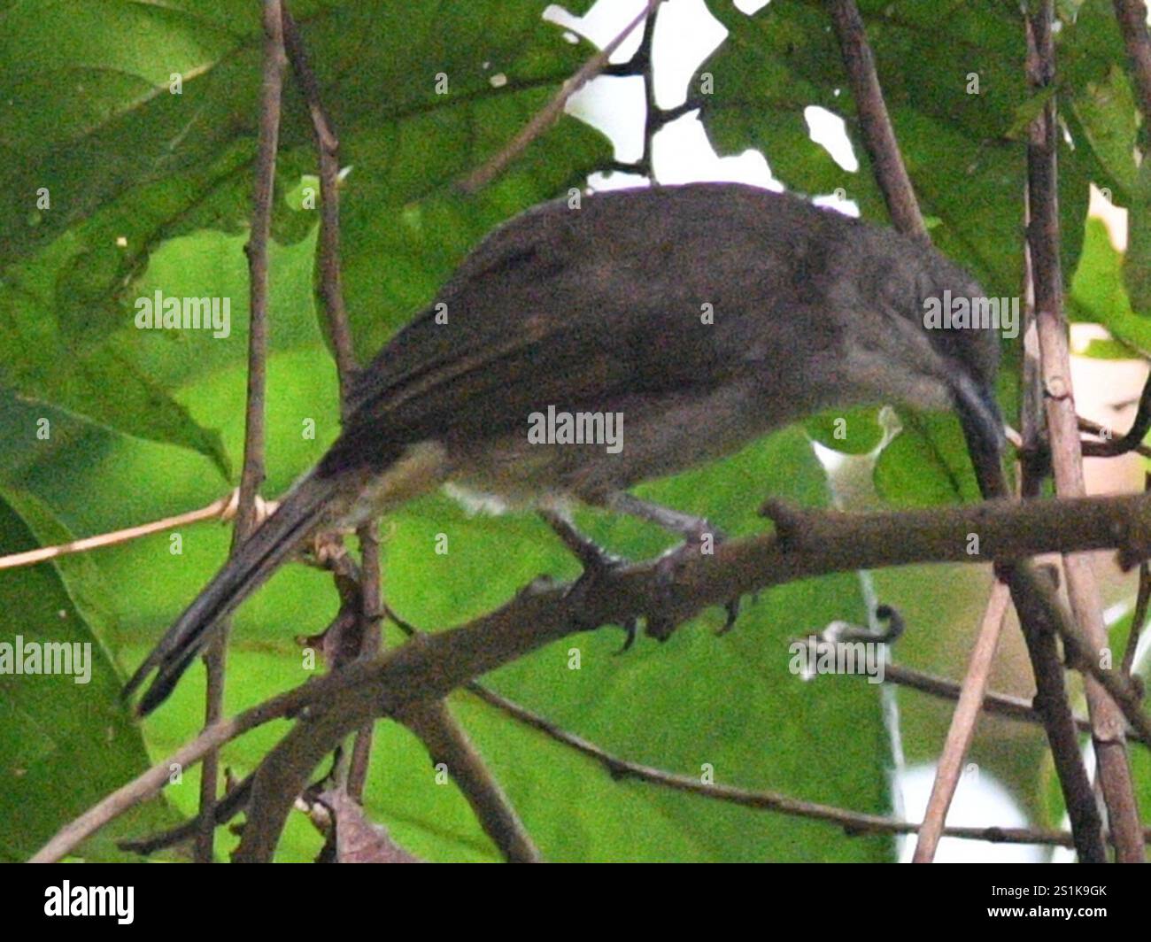 Olive-winged Bulbul (Pycnonotus plumosus Stock Photo - Alamy